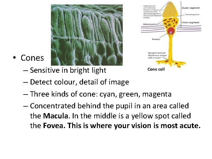 human The Eye fly A light receptor Giant