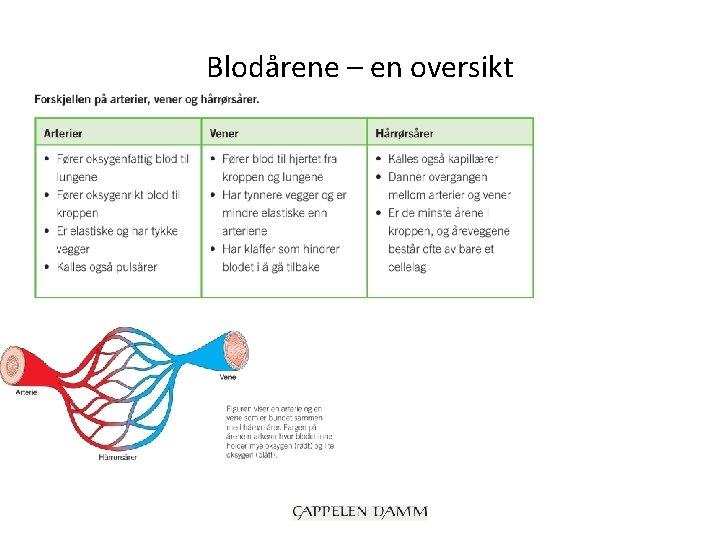 Sirkulasjonssystemet Bestr av blodrene hjertet og blodet Transporterer