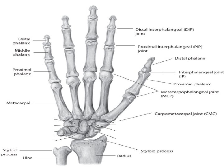 The Wrist and Hand Joints Anatomy and Physiology