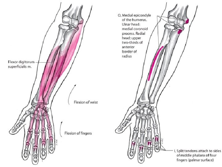The Wrist and Hand Joints Anatomy and Physiology