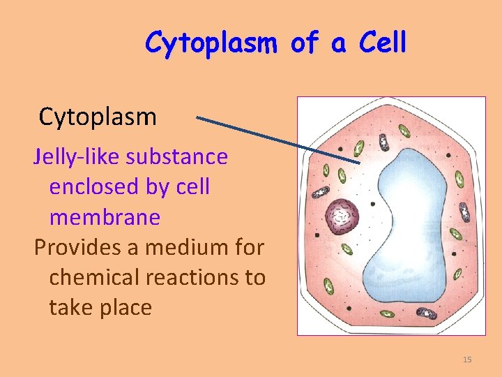 Basic Structure of a Cell 1 Introduction to