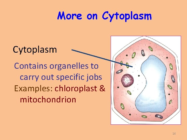 Basic Structure of a Cell 1 Introduction to