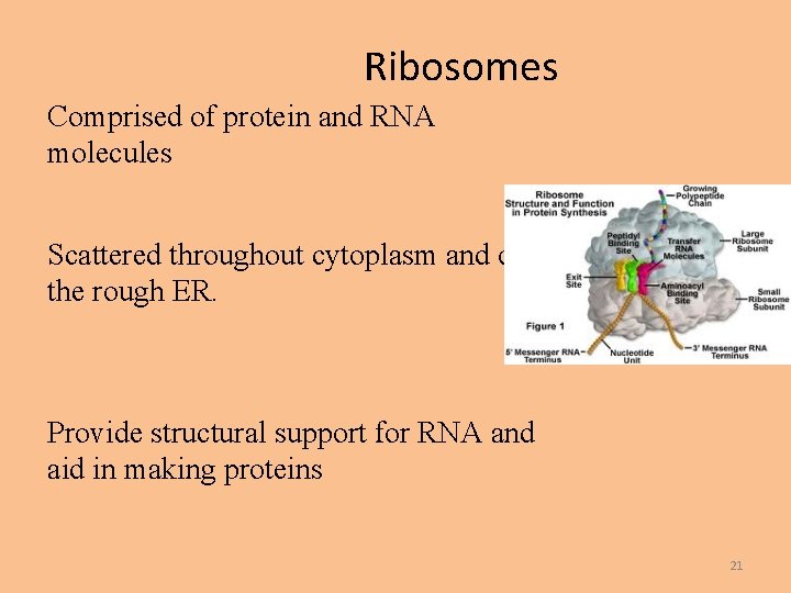 Basic Structure of a Cell 1 Introduction to