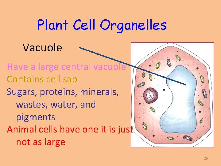 Basic Structure of a Cell 1 Introduction to