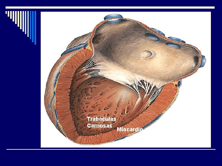 SISTEMA CARDIOVASCULAR Anatoma Histologa y Laboratorio para Farmacia