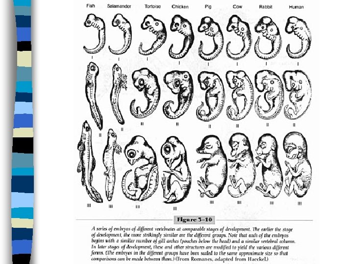 Evolution of Vertebrates Chapter 34 Chordates n Characteristics