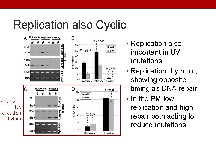 CONTROL OF SKIN CANCER BY THE CIRCADIAN RHYTHM