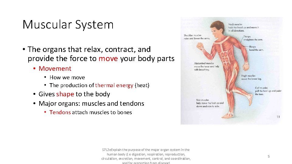 Functions of Our Organ Systems Part 1 What