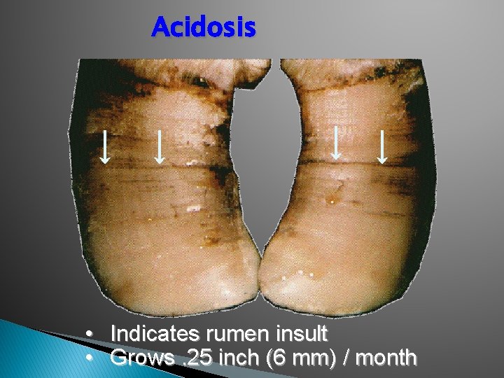 Nutritional Disorders in Beef Cattle Rumen acidosis liver