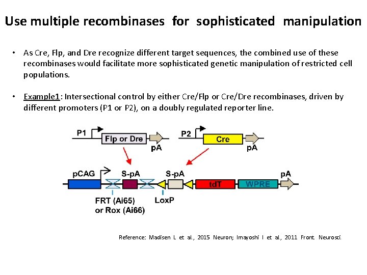 Recombinasemediated toolbox CreLox system Cre recombinase recombines a