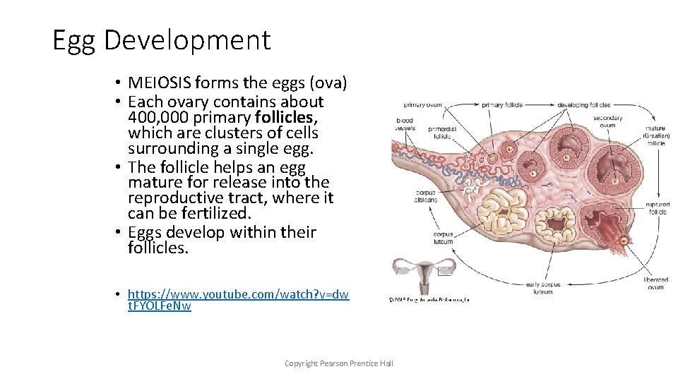 The Female Reproductive System Female Reproductive System Fallopian