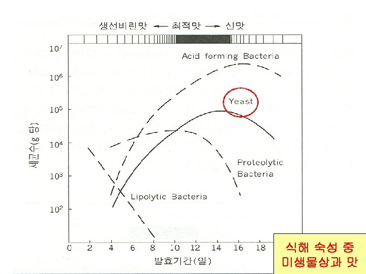 Bacillus subtilis Leuconostoc mesenteroides Pediococcus halophilus ...