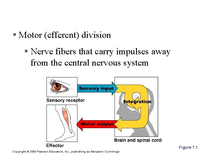7 The Nervous System PART A Power Point