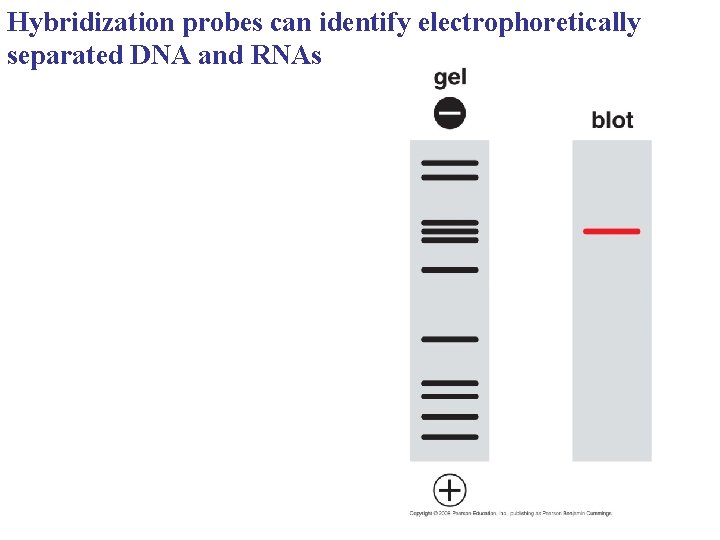 Techniques of Molecular Biology Analyzing and manipulating DNA