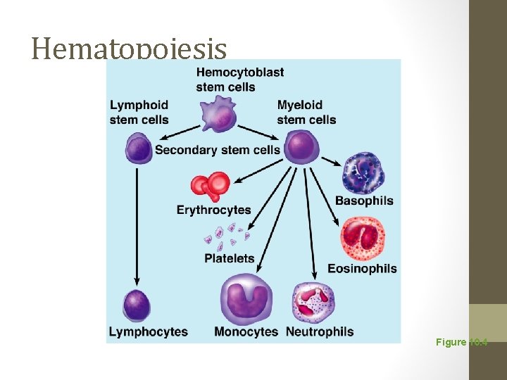 Hematopoiesis Blood cell formation Occurs in red bone