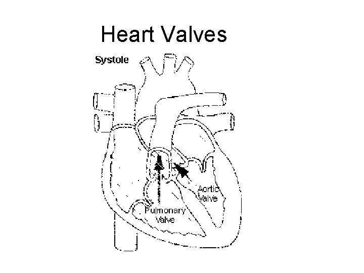 Four types of valves regulate blood flow through