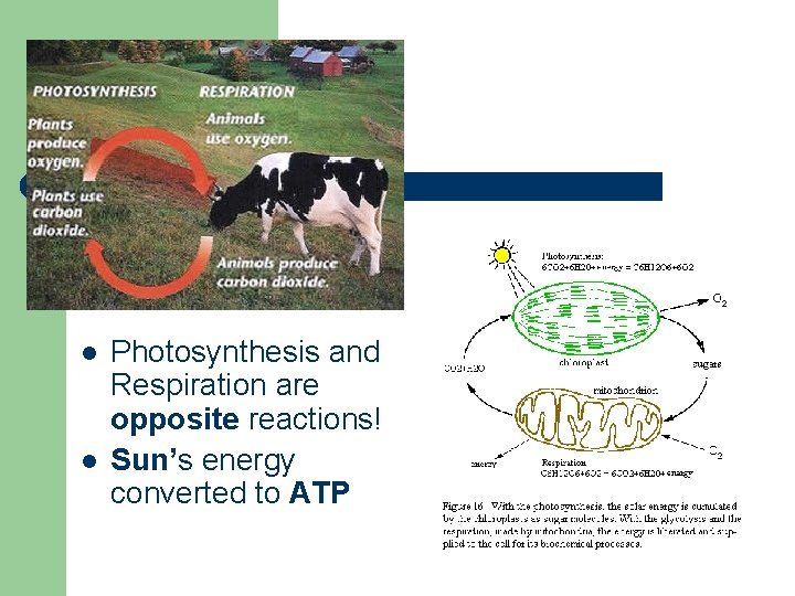 Respiration and Photosynthesis Chemical Reactions that Transfer Energy