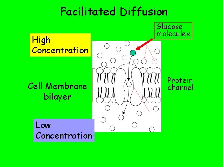 Basic Cell Structure The Cell Membrane The outside