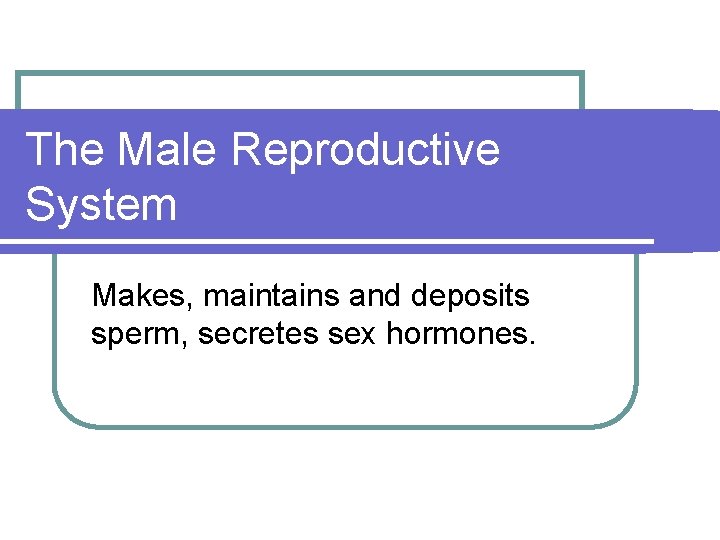The Male Reproductive System Makes maintains and deposits