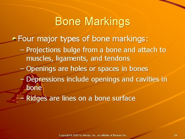 CHAPTER 14 SKELETAL SYSTEM Copyright 2007 by Mosby