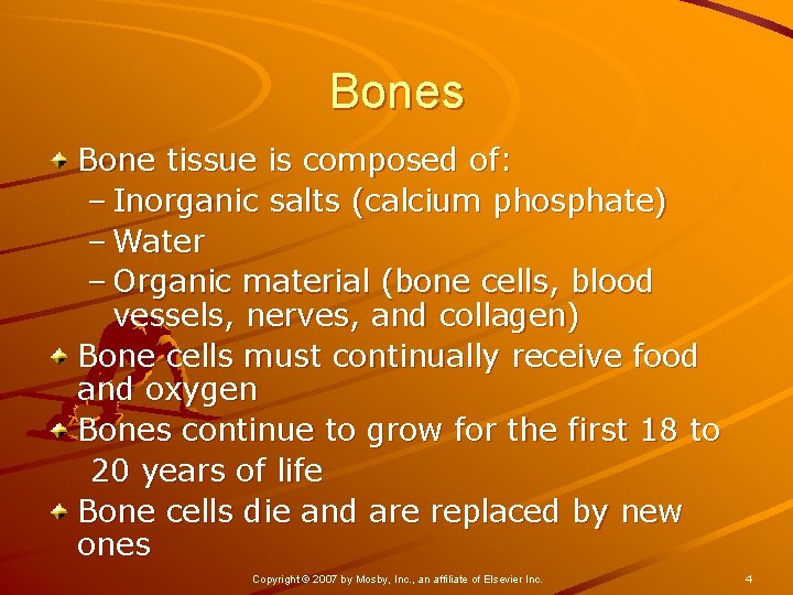 CHAPTER 14 SKELETAL SYSTEM Copyright 2007 by Mosby