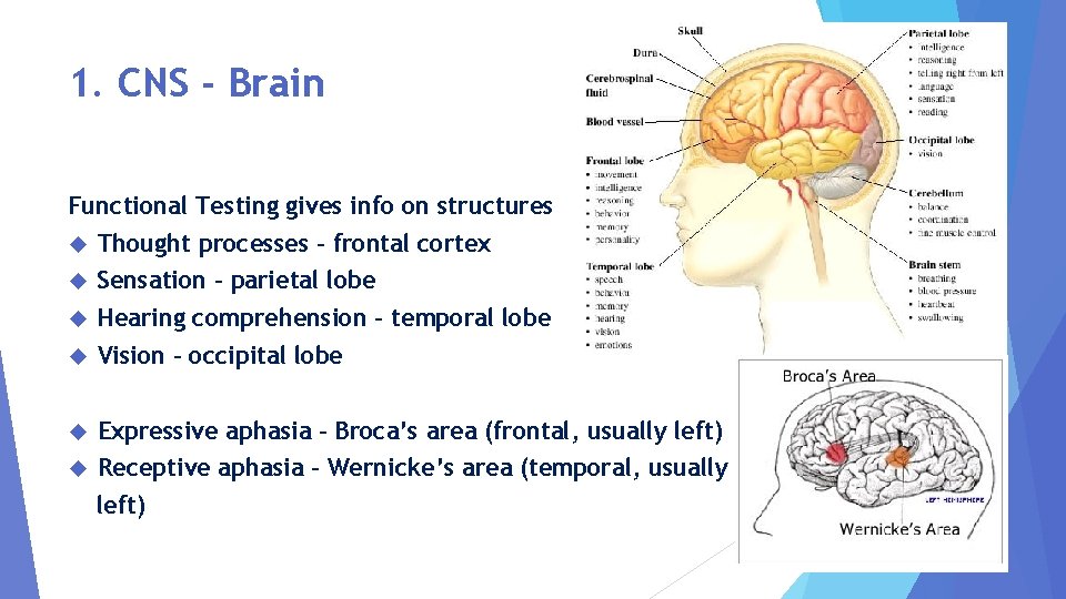 Neuro Exam Chapter 23 and Chapter 5 Mental