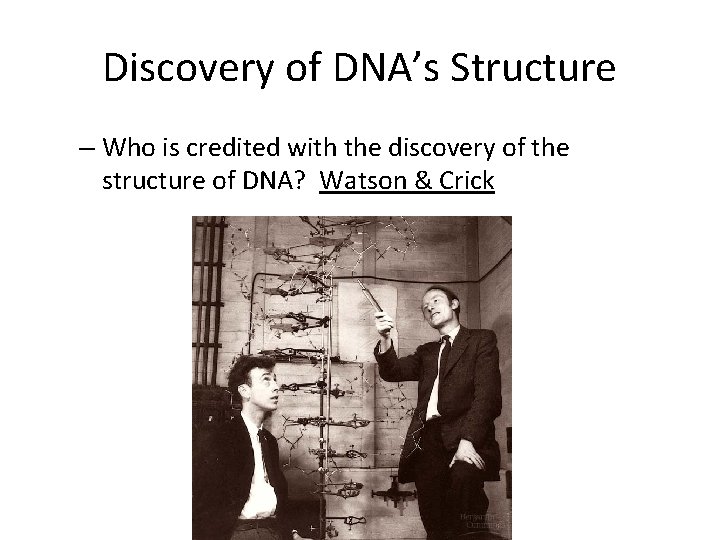 DNA Replication Protein Synthesis DNA Deoxyribonucleic Acid 1