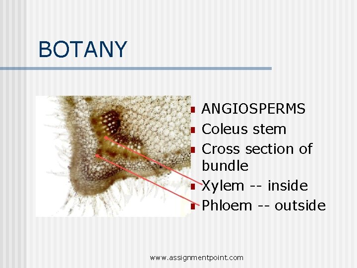 Photomicrographs in Plant Tissues www assignmentpoint com BOTANY