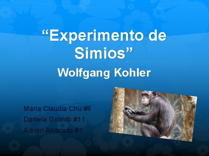 Experimento de Simios Wolfgang Kohler Mara Claudia Chu
