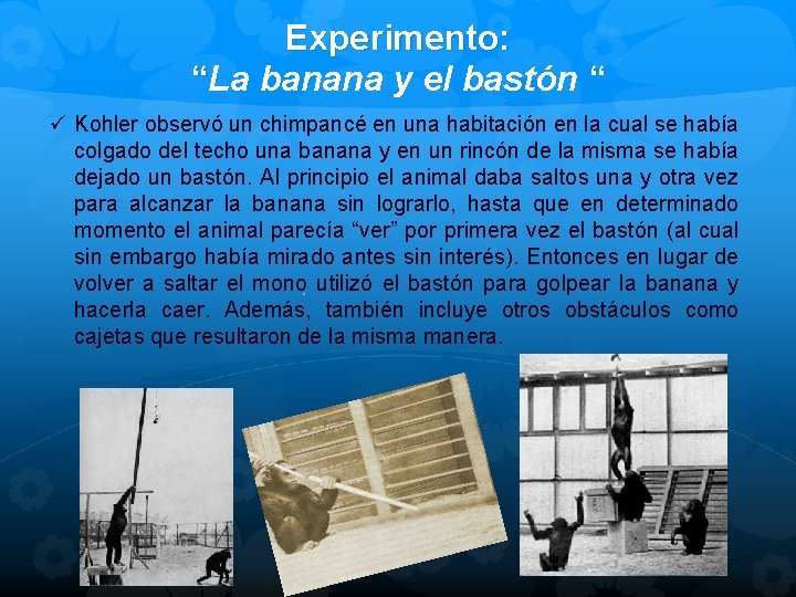 Experimento de Simios Wolfgang Kohler Mara Claudia Chu