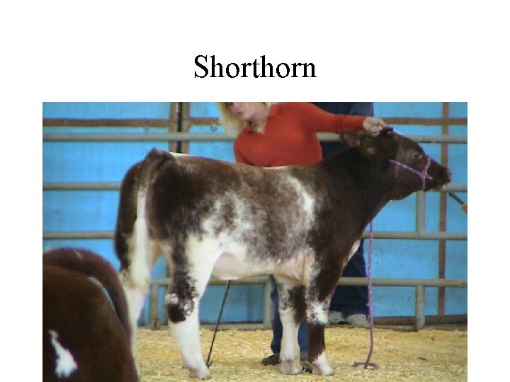 Breed Definition In History at Willy Booth blog