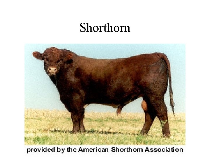 CHAPTER 21 BEEF BREEDS Definition of Types A