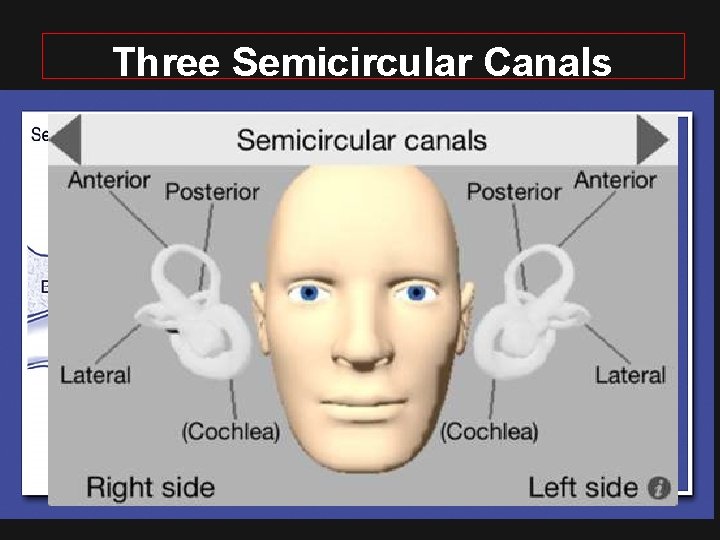 THE SPECIAL SENSES VESTIBULAR FUNCTION DR SYED SHAHID