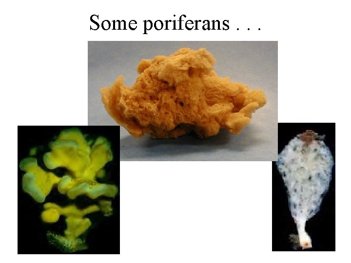 Invertebrate Diversity I Porifera Cnidaria Ctenophora Platyhelminthes ...