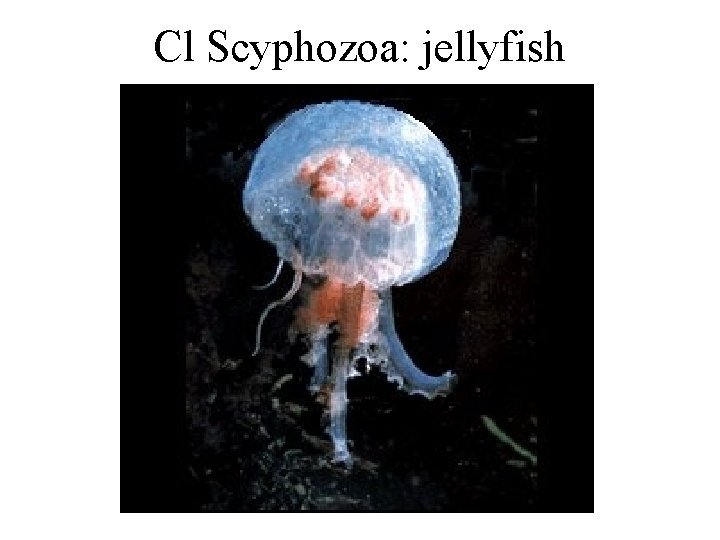 Invertebrate Diversity I Porifera Cnidaria Ctenophora Platyhelminthes ...