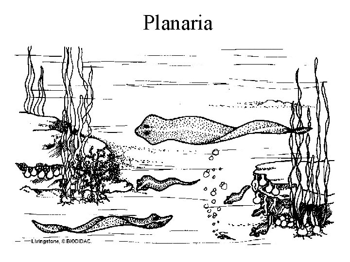 Invertebrate Diversity I Porifera Cnidaria Ctenophora Platyhelminthes ...