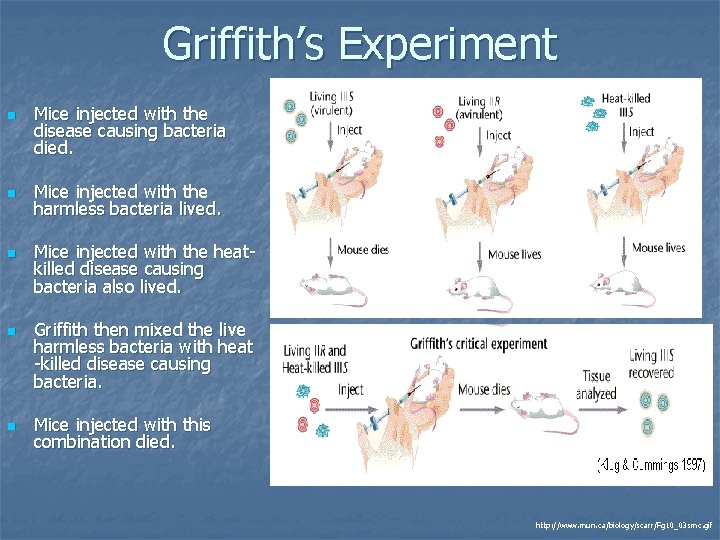 Discovering DNA Structure and Replication A collaborative effort