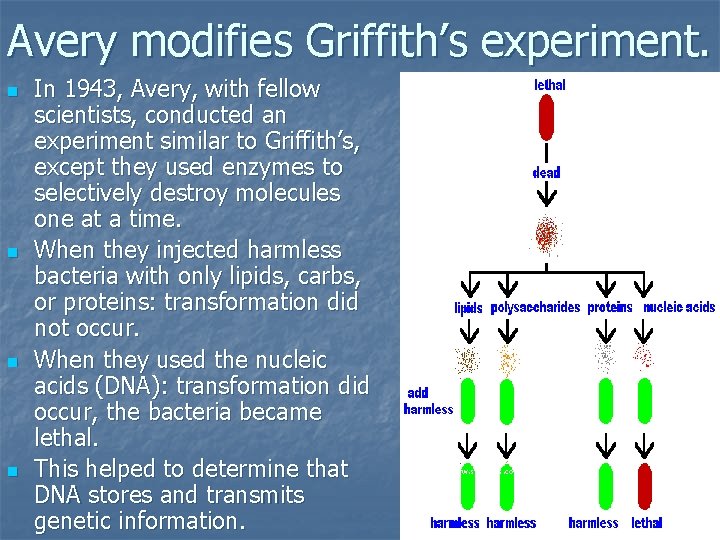 Discovering DNA Structure and Replication A collaborative effort