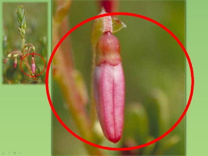Part 1 Pod to Blossom In the spring