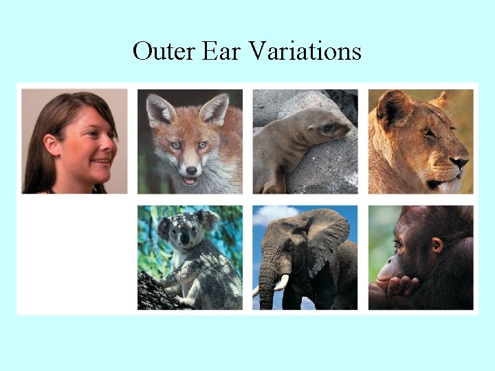 Sound Waves Sound is created when objects vibrate