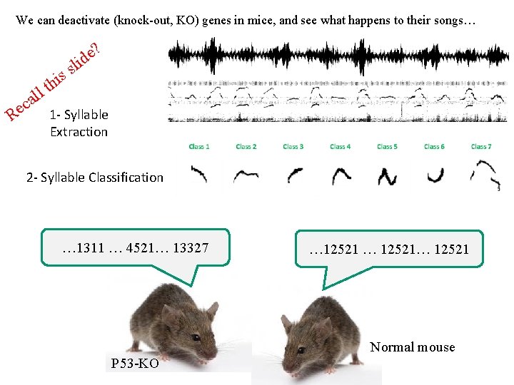 We can deactivate knockout KO genes in mice