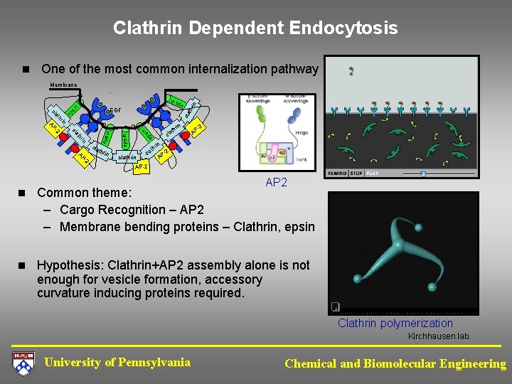 Thesis Project Proposal Multiscale Modeling of ProteinMediated Membrane