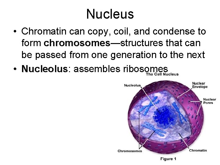 Eukaryotic Cell Structure Organelles little organs are specialized