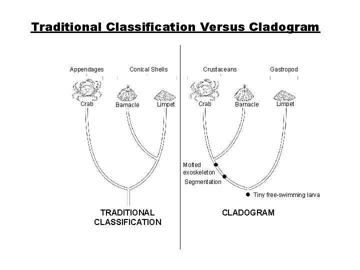 Classification Georgia Performance Standards Compare how structures and
