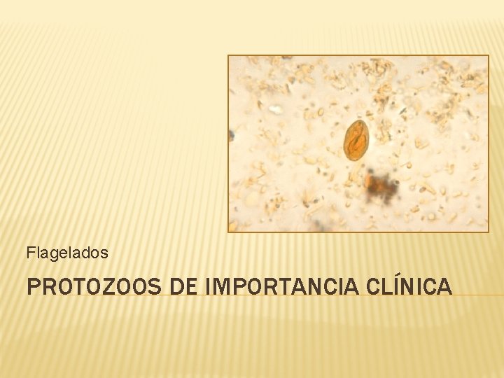 Flagelados PROTOZOOS DE IMPORTANCIA CLNICA PROTOZOOS FLAGELADOS Son