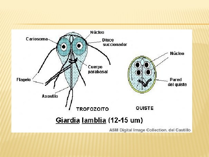 Flagelados PROTOZOOS DE IMPORTANCIA CLNICA PROTOZOOS FLAGELADOS Son