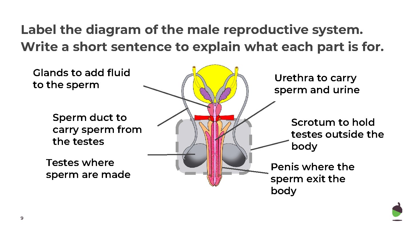 Human Reproductive System Biology Key Stage 3 Reproduction