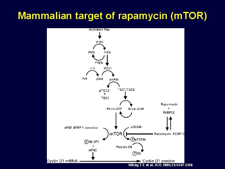Mantle Cell Lymphoma The Inevitable Relapse Peter Martin