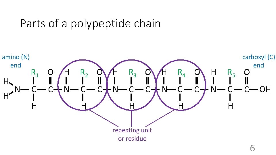 Intro Bio Lecture 5 1 Proteins amino acids