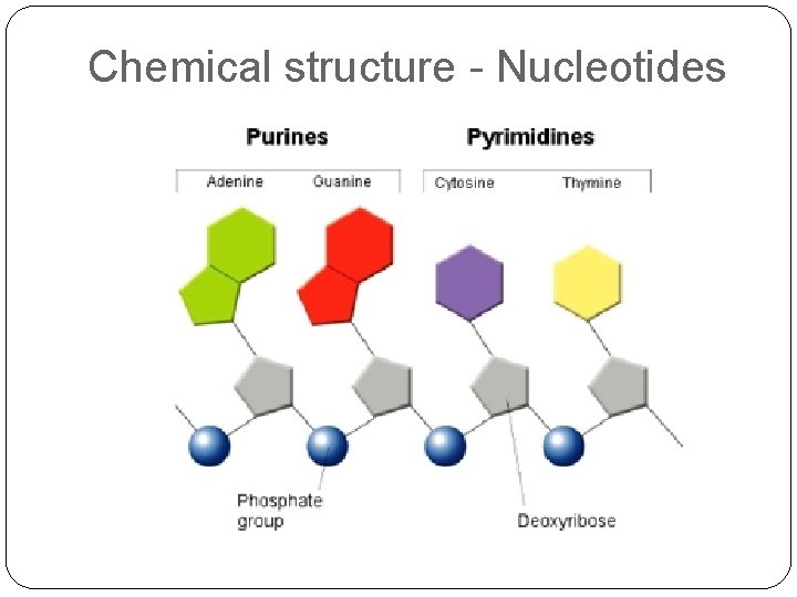 Chapter 16 Molecular Basis of Inheritance History of